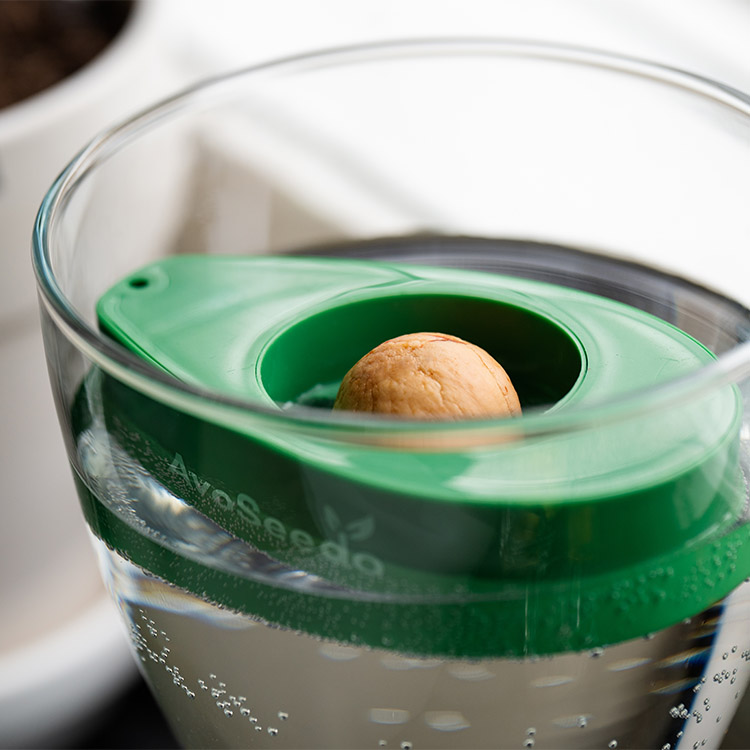 AvoSeedo, grow your own avocado tree
