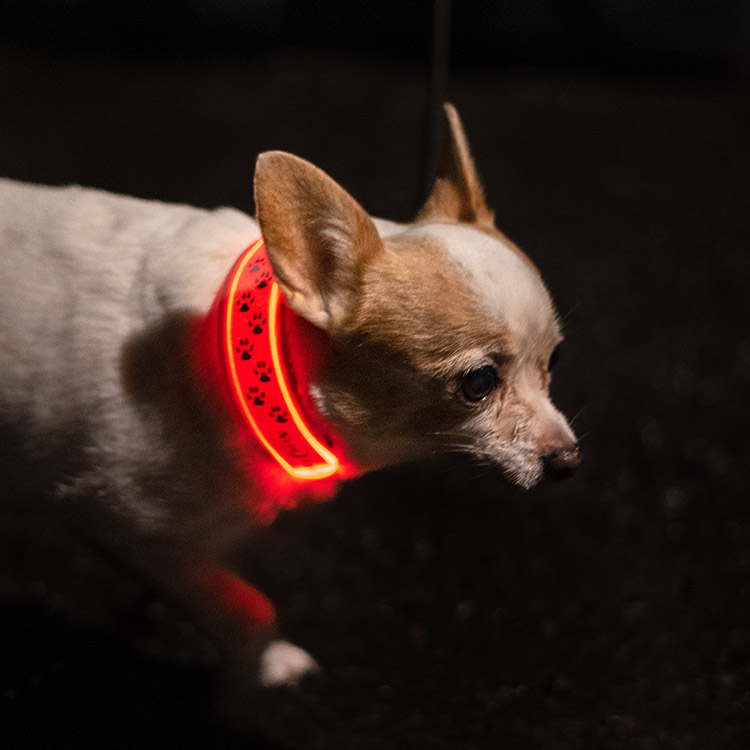 Reflective Lamp for Your Dog - LED Lamp for Dog Collars | SmartaSaker