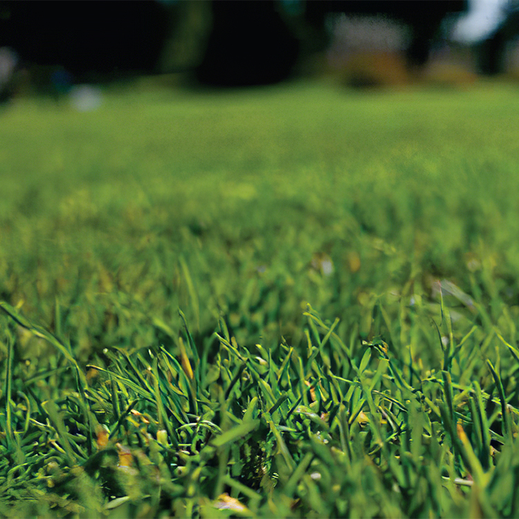 Turfquick rolled up lawn - Easily installed rolled up grass | SmartaSaker