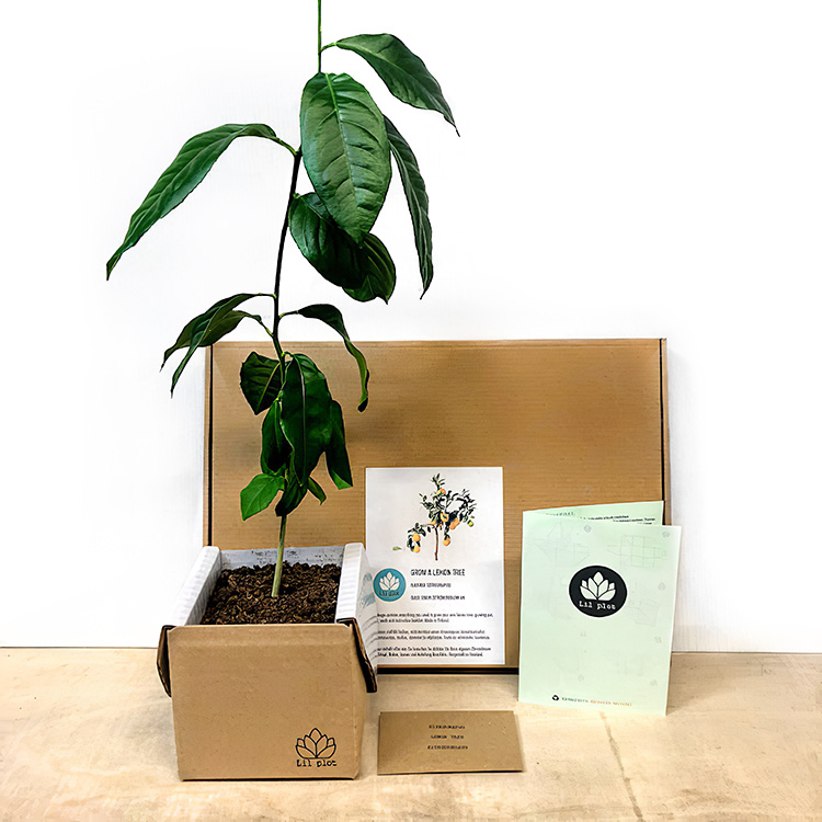 Tree kit - Plant and grow your own indoors tree | SmartaSaker