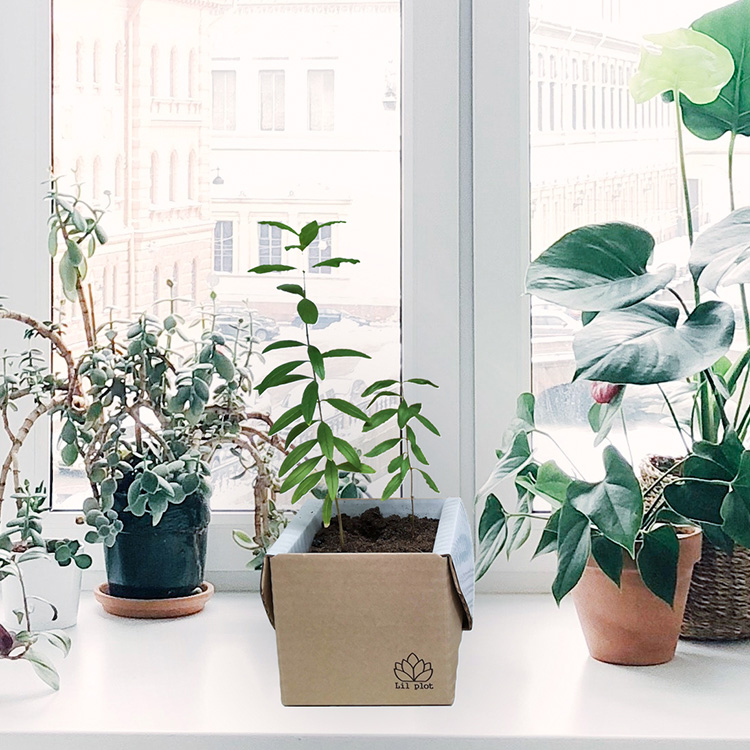 Tree kit - Plant and grow your own indoors tree | SmartaSaker