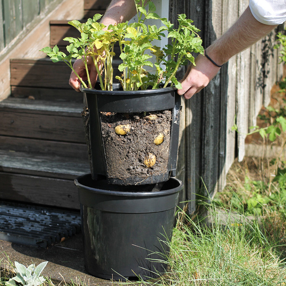 Potato pot