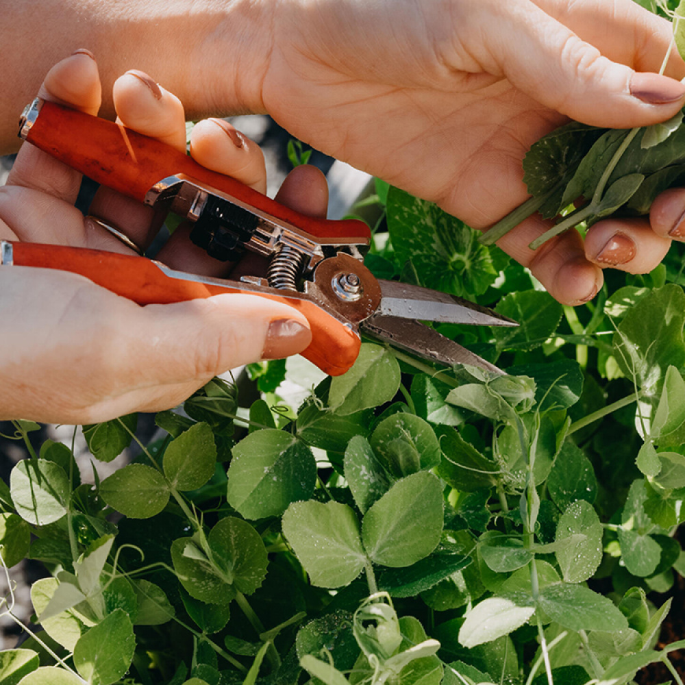 Flower shears - Small garden shears for flowers & rice | SmartaSaker